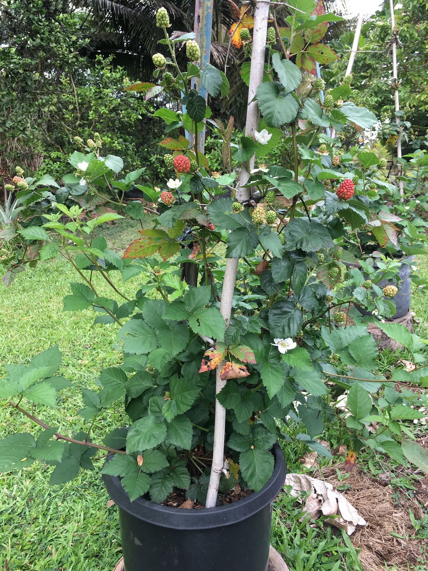 Prime Ark® Freedom Blackberry - General Fruit Growing - Growing Fruit