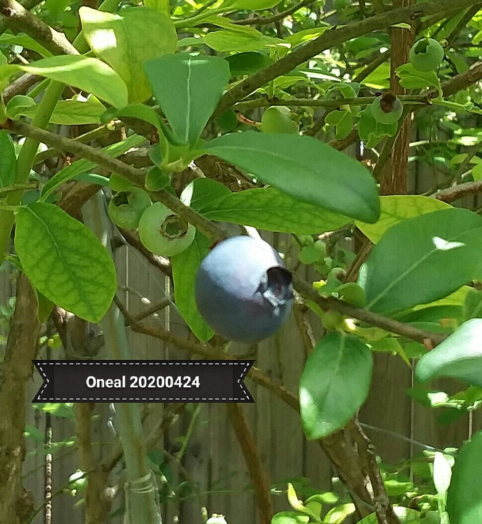 Oneal blueberry - Pictures! - Growing Fruit