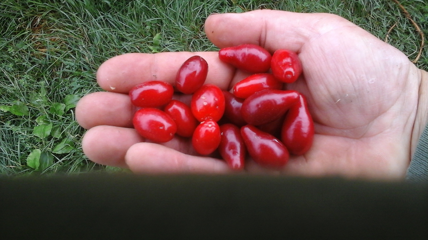 Cornelian cherry--years to fruit? - General Fruit Growing - Growing Fruit