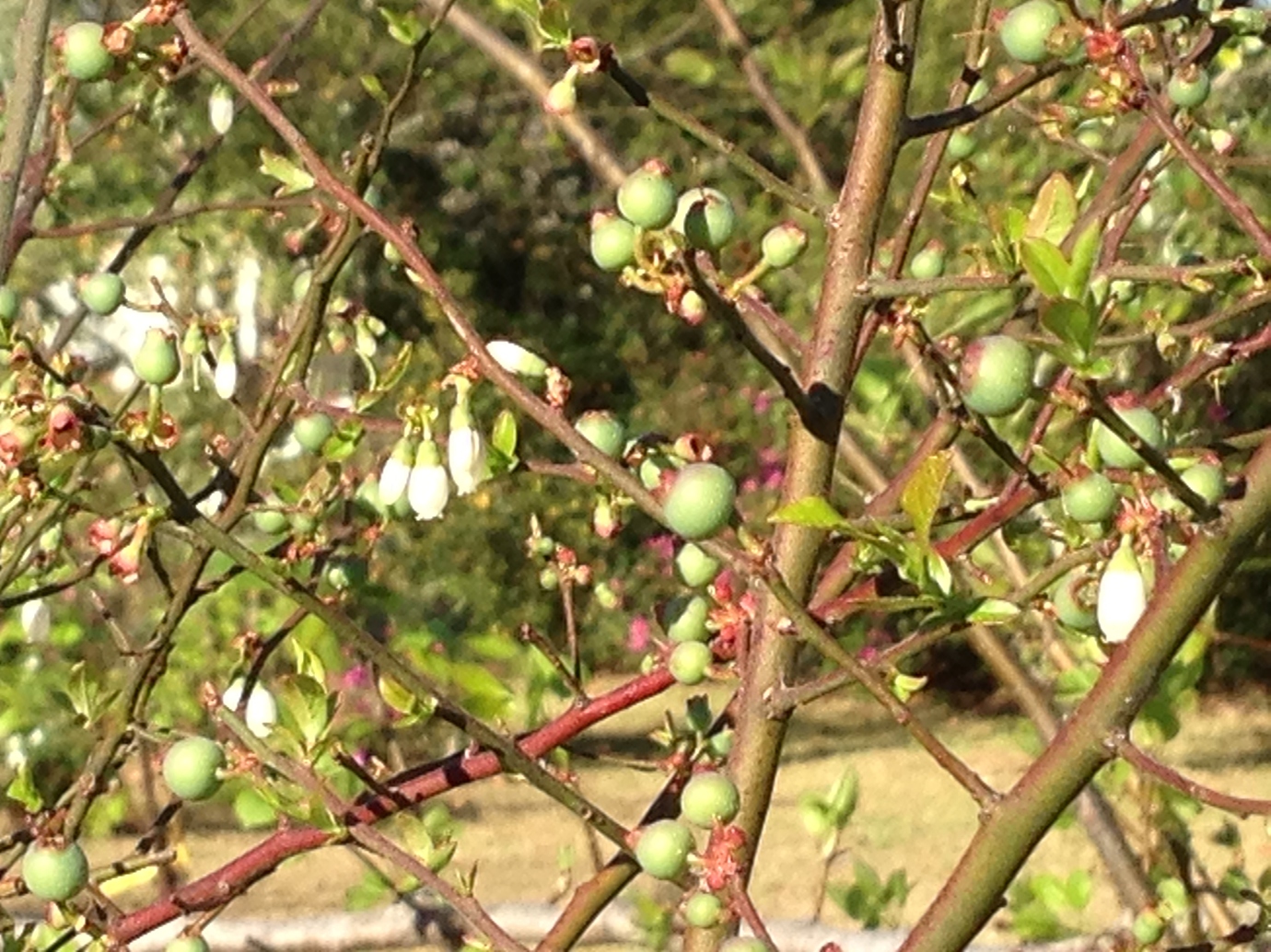 Huckleberries AKA May Berries, AKA Elliot's Blueberry AKA Vaccinium ...
