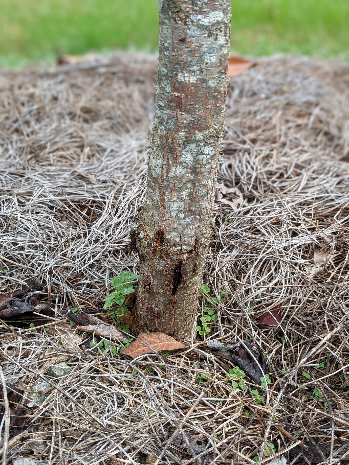 Graft incompatibility with D. kaki 'Sheng' on D. virginiana or ...