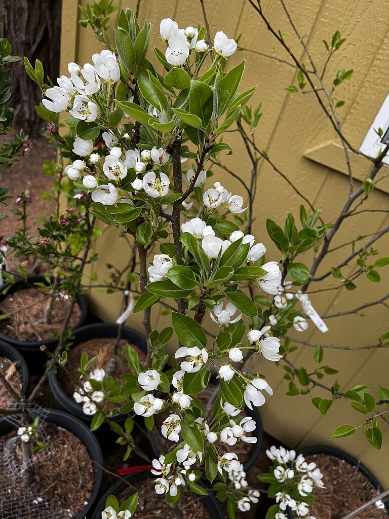 Packham’s Triumph Pear - General Fruit Growing - Growing Fruit