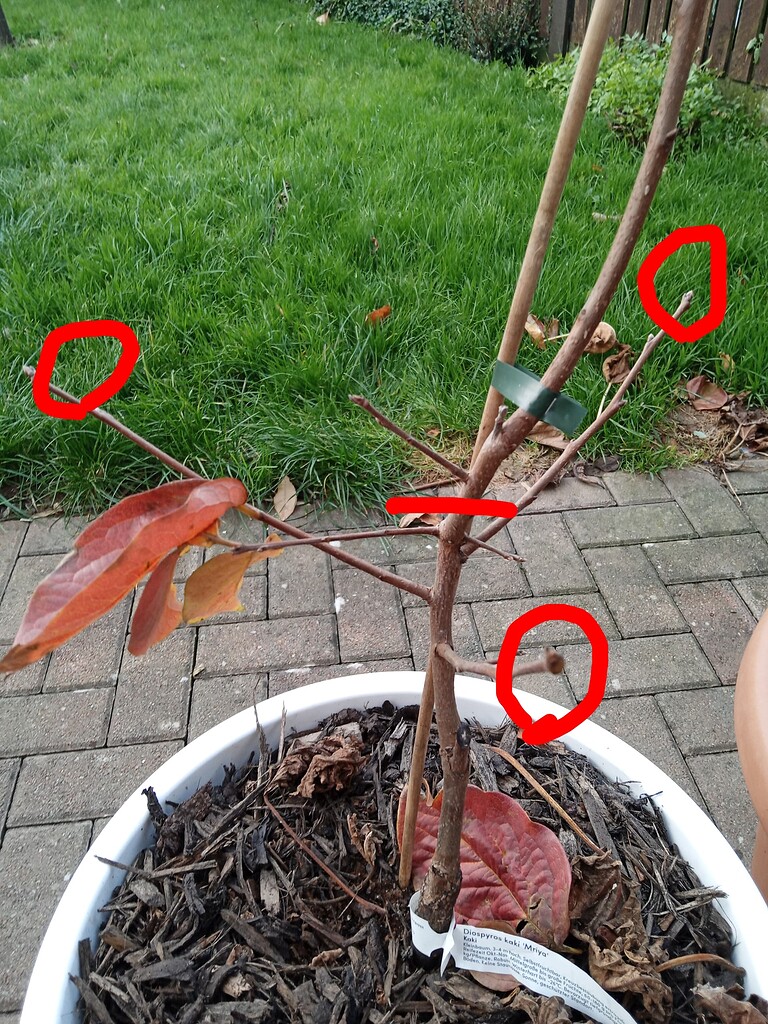 Young persimmon pruning - General Fruit Growing - Growing Fruit