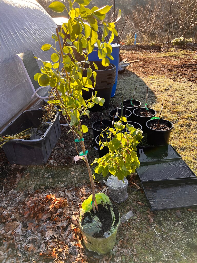 Impressed with my order - General Fruit Growing - Growing Fruit
