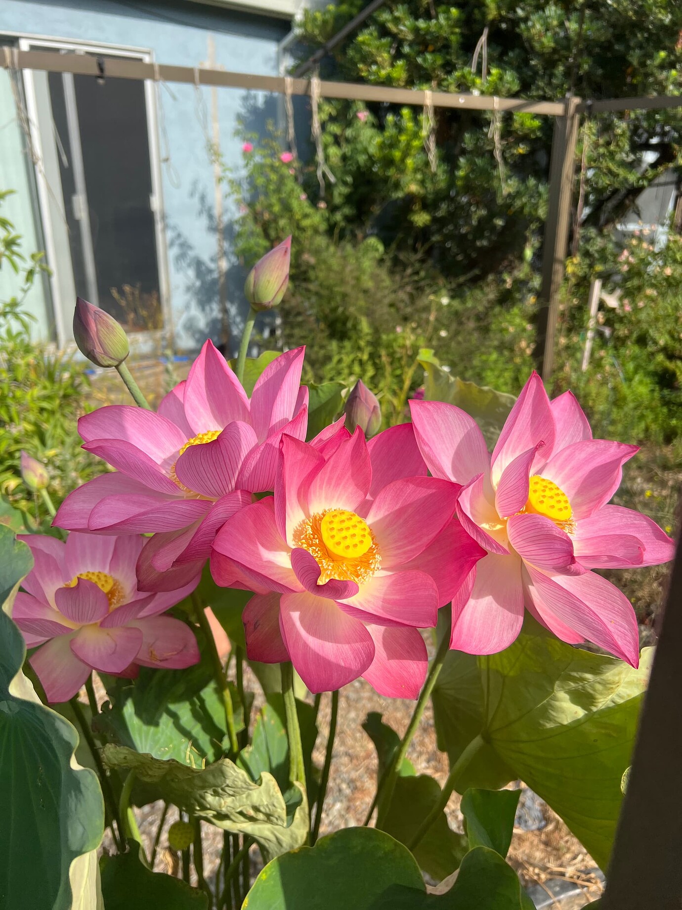 Growing "sacred lotus" (Nelumbo nucifera) from seed - General Gardening ...