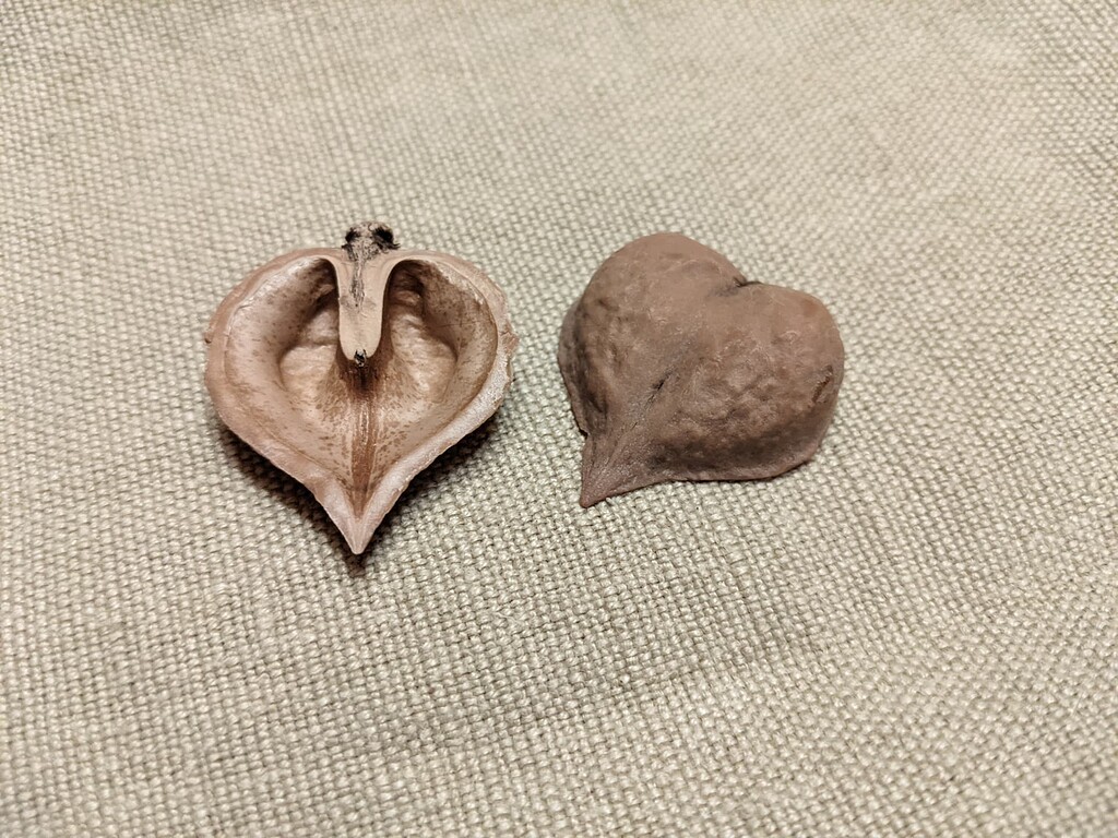 Soaking heartnut before cracking - General Fruit Growing - Growing Fruit