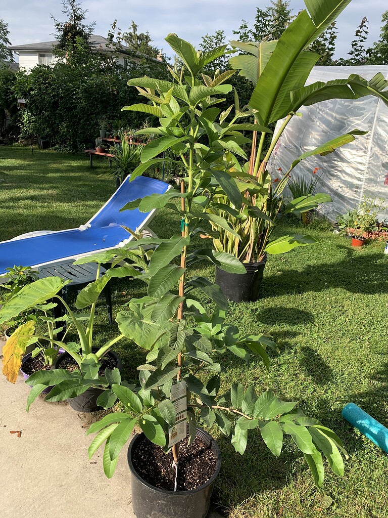 New Ruby Supreme Guava - Pictures! - Growing Fruit