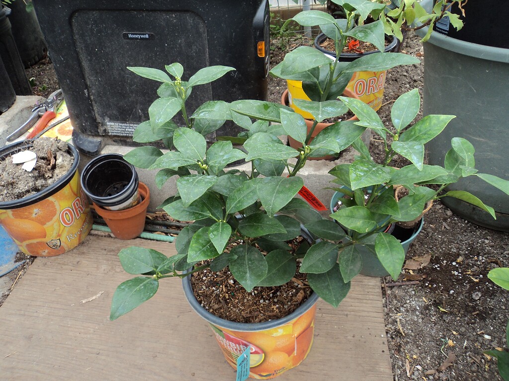 Hamlin Orange - Pictures! - Growing Fruit