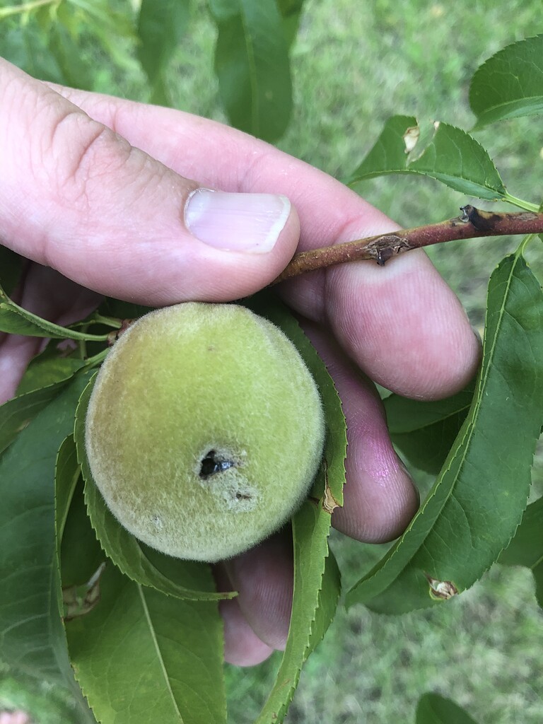 Peach damage, now what? - General Fruit Growing - Growing Fruit