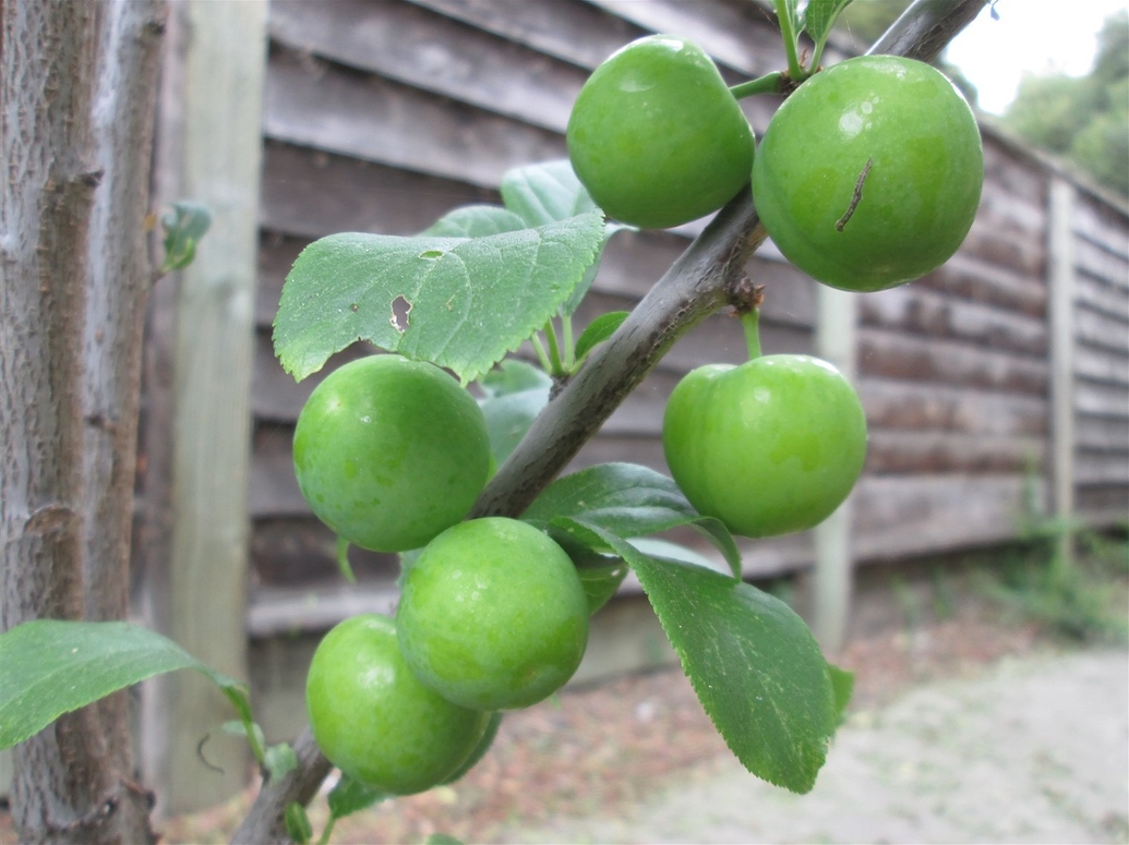 Nadia Sweet cherry x plum hybrid - General Fruit Growing - Growing Fruit