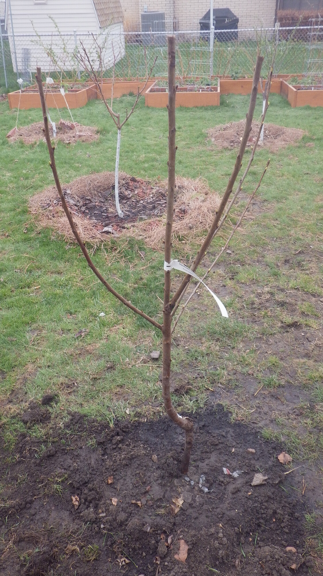 Advice on Topping a cherry tree - General Fruit Growing - Growing Fruit