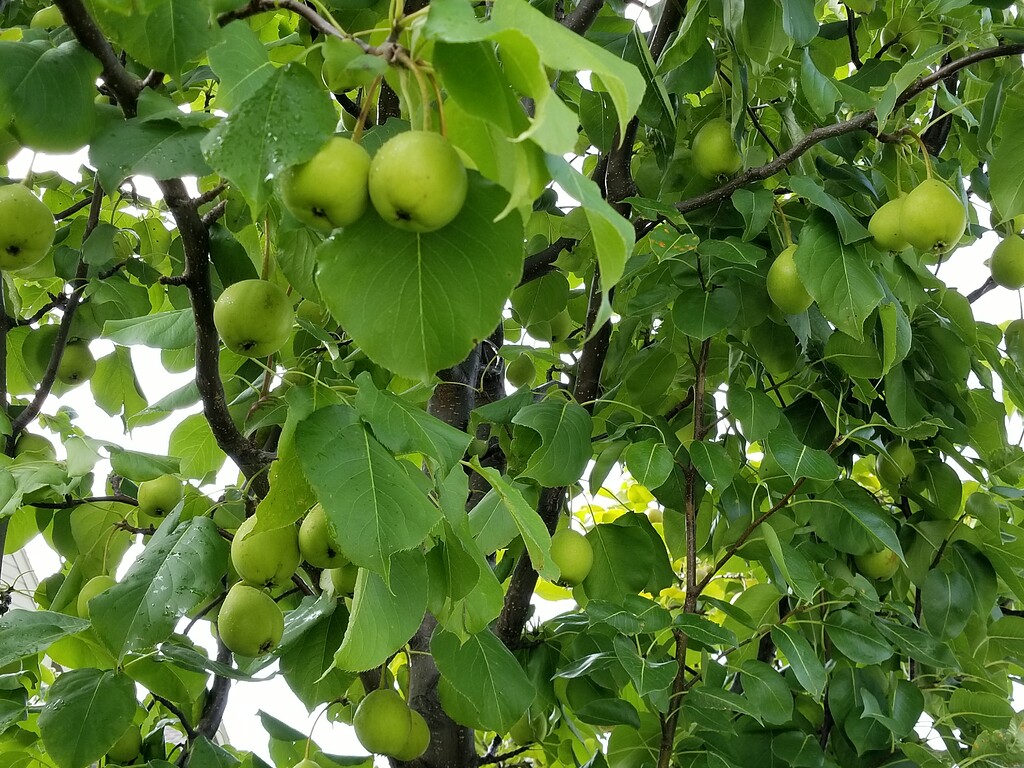 Asian pears 2nd round thinning - General Fruit Growing - Growing Fruit