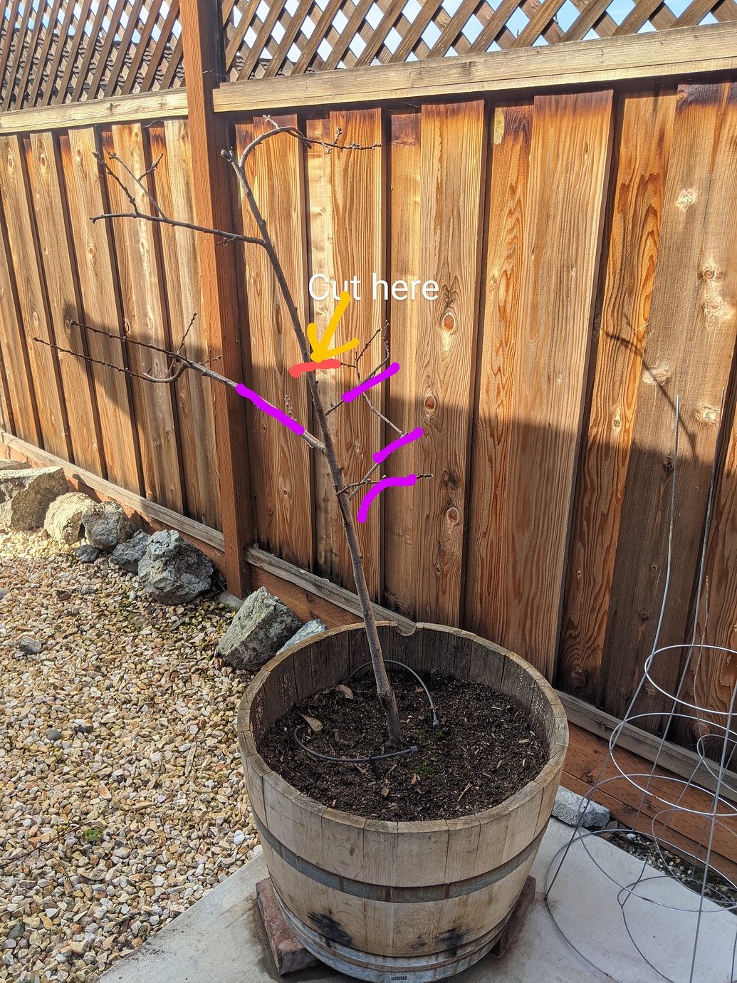 Help pruning dwarf peach tree - General Fruit Growing - Growing Fruit