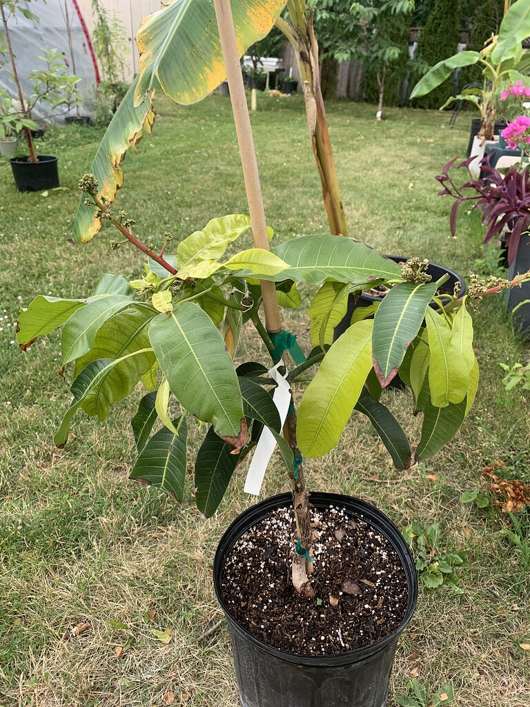Carrie Mango - General Fruit Growing - Growing Fruit