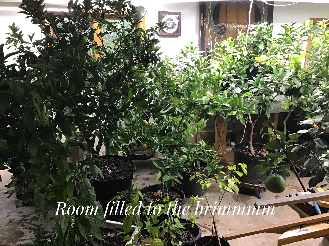 Reflection of my mini orchard past - General Fruit Growing - Growing Fruit