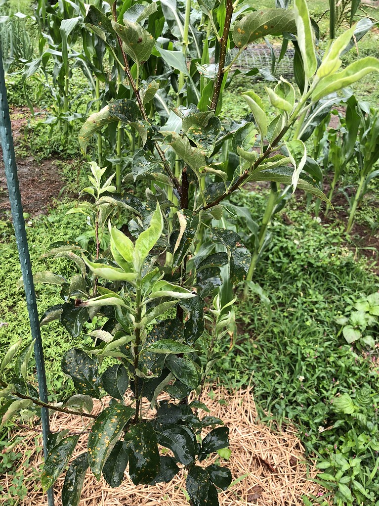 Apple vs peach - General Fruit Growing - Growing Fruit