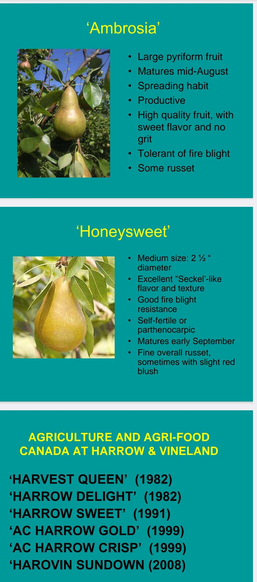 Bell Pear aka US84909-391 - General Fruit Growing - Growing Fruit
