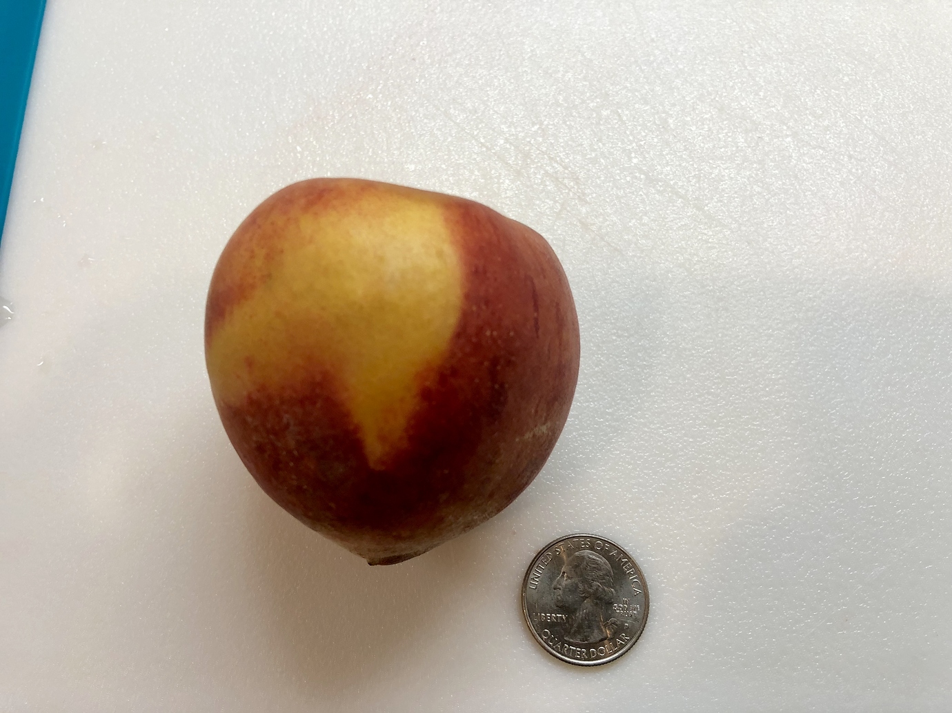 First fruit of the season...my early peaches - Pictures! - Growing Fruit