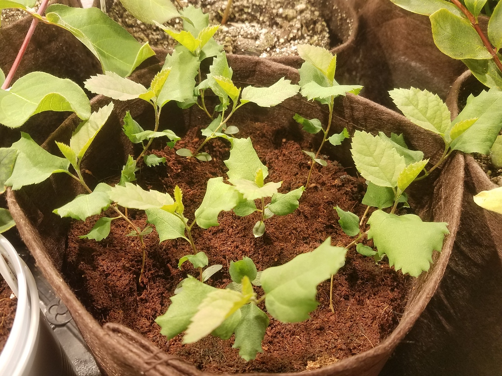 Juneberry from seed - General Fruit Growing - Growing Fruit