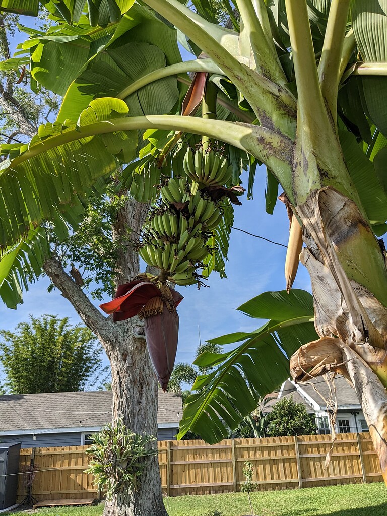 Excited about our first rack of bananas - General Fruit Growing ...
