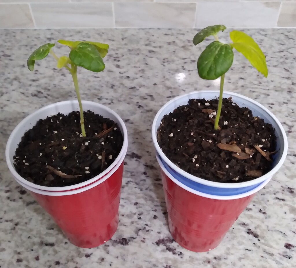 One cup or two - General Gardening - Growing Fruit