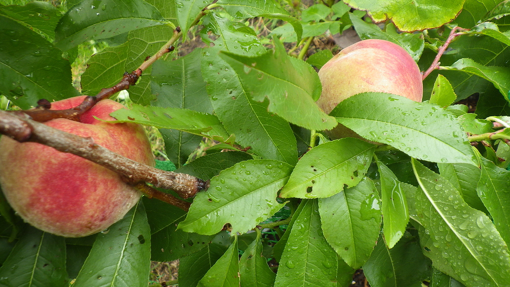 Indian free peach 10-1-17 - General Fruit Growing - Growing Fruit
