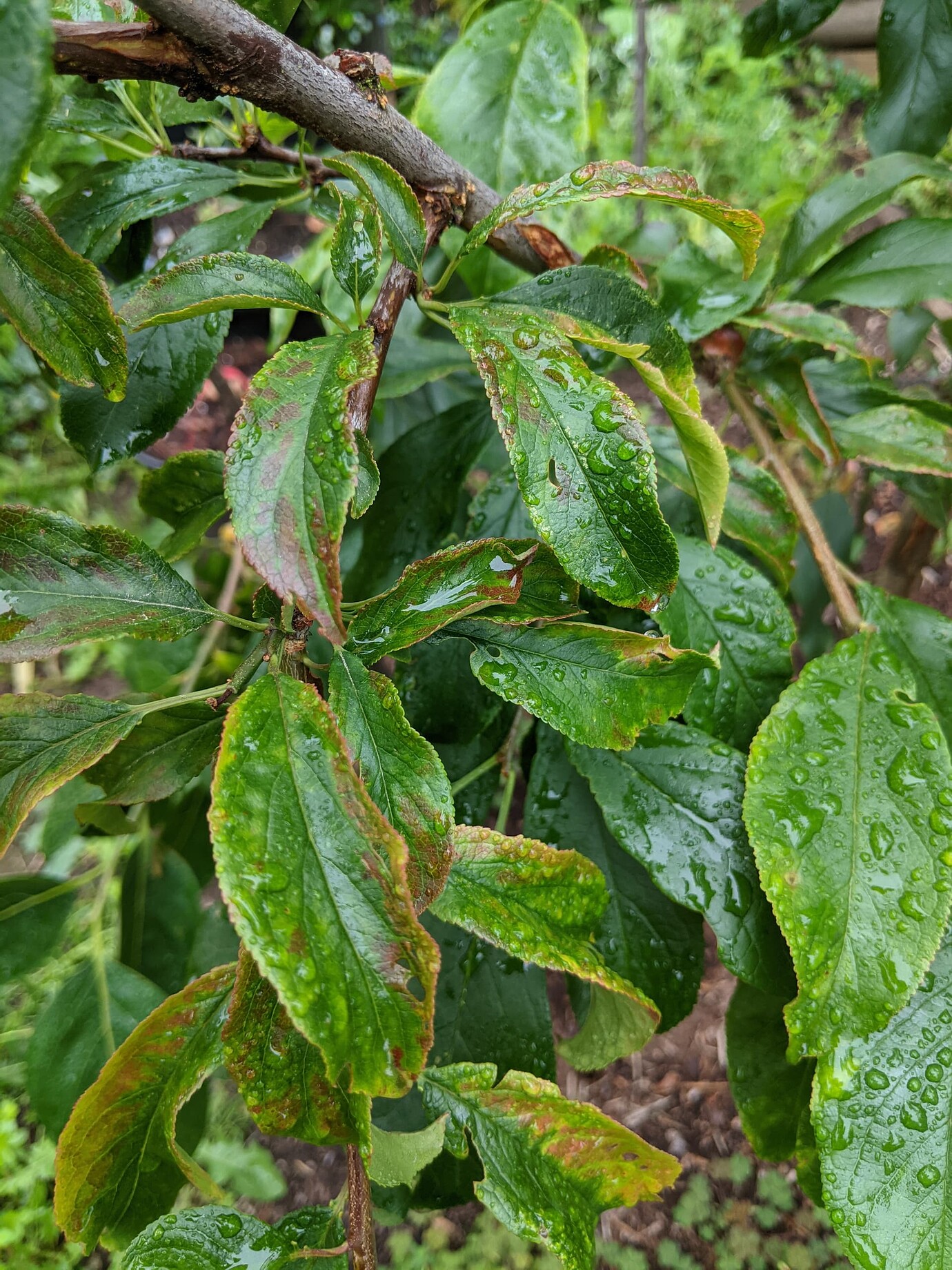 Satsuma plum leaf damage - General Fruit Growing - Growing Fruit