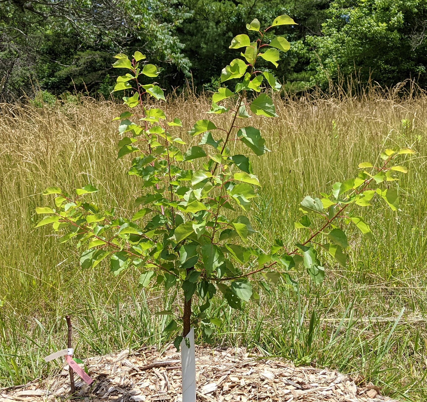Katy Apricot in Vista CA - General Fruit Growing - Growing Fruit