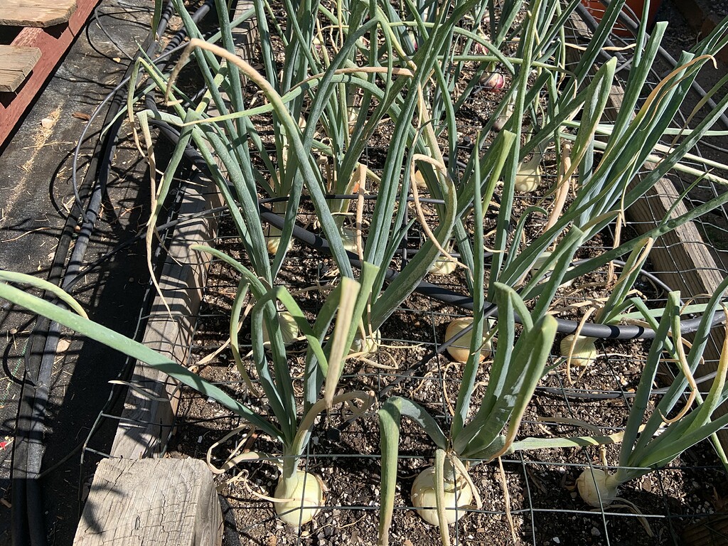 Onions in Heat harvesting - General Gardening - Growing Fruit