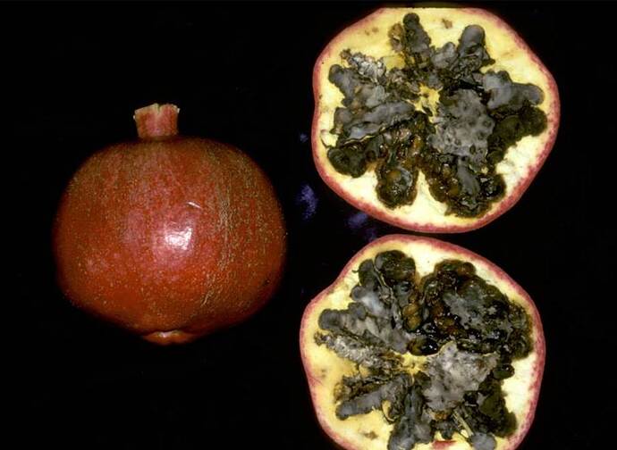 2023 Pomegranate Rot Update - General Fruit Growing - Growing Fruit
