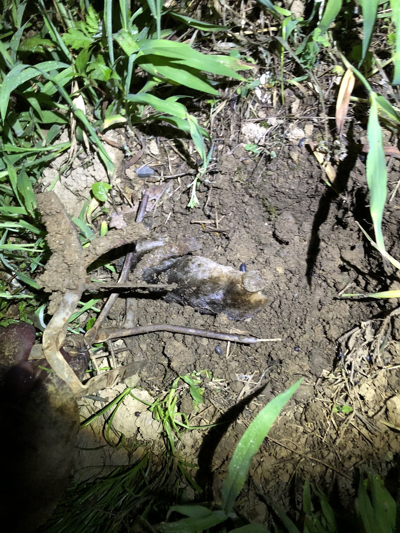 Moles! Help! - General Fruit Growing - Growing Fruit