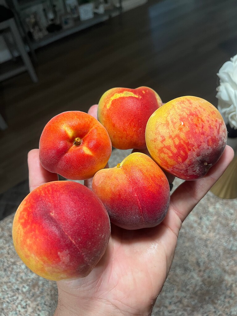 May pride peaches in mid June - General Fruit Growing - Growing Fruit