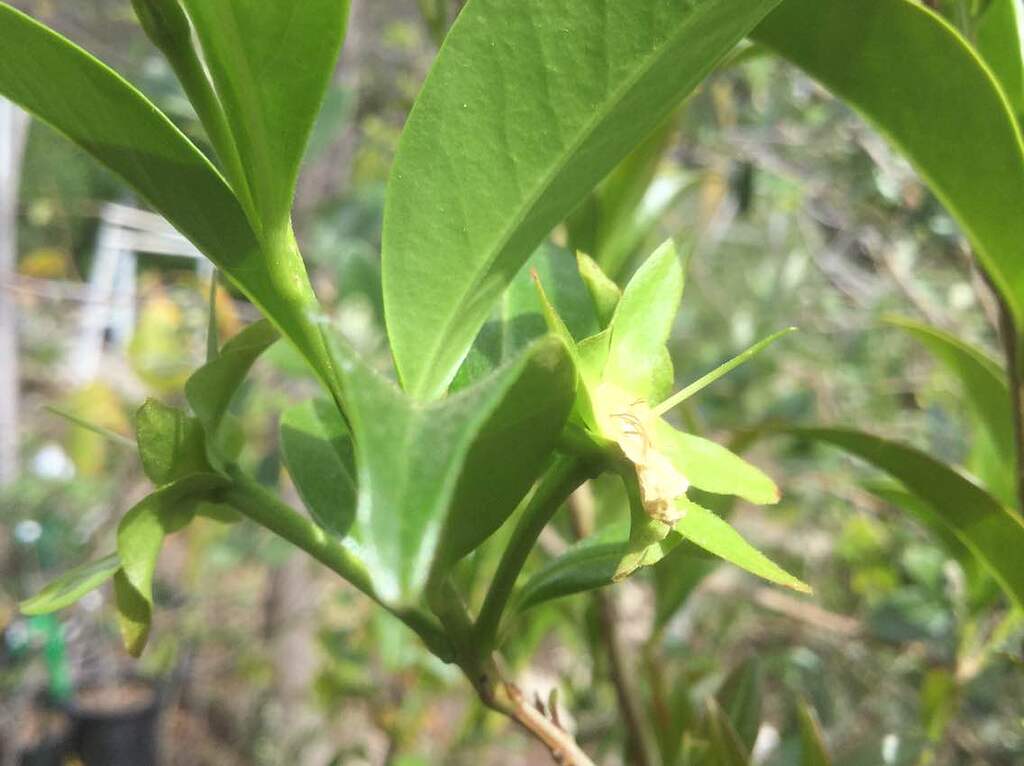 Cedar bay cherry - Eugenia reinwardtiana - General Fruit Growing ...