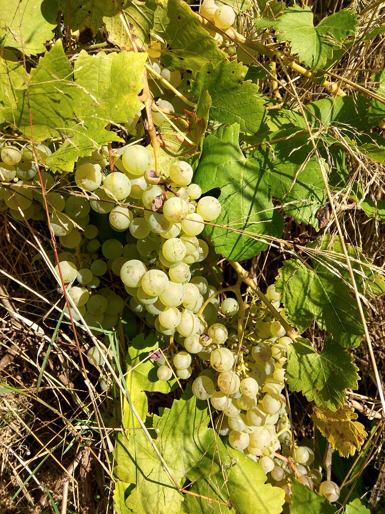 Grape breeding - General Fruit Growing - Growing Fruit