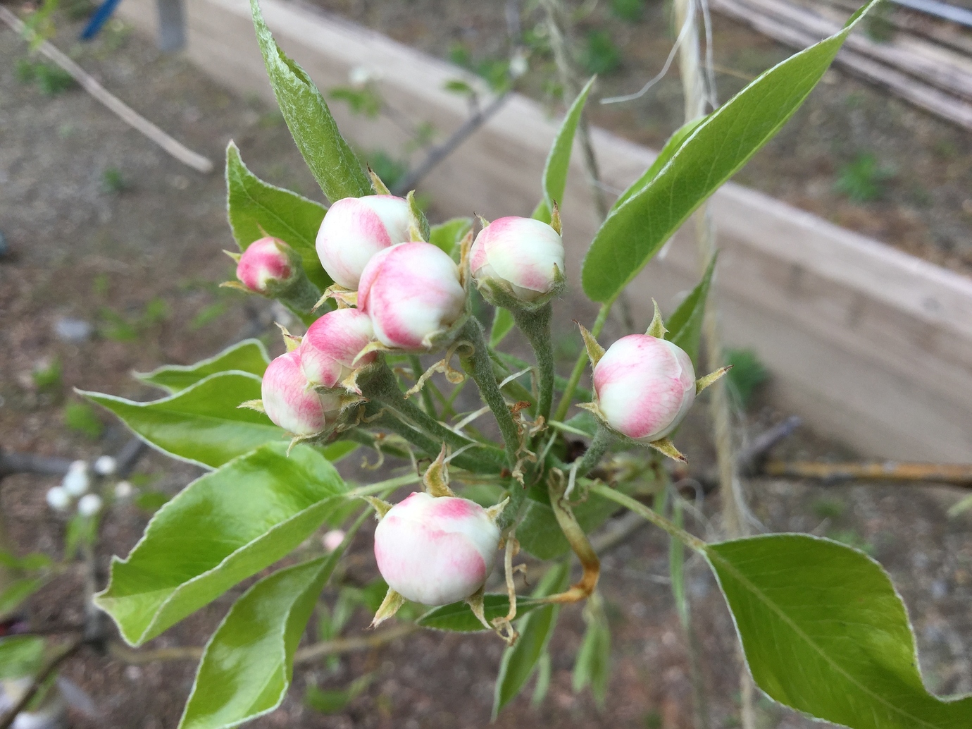 Harrow Delight - Page 2 - General Fruit Growing - Growing Fruit