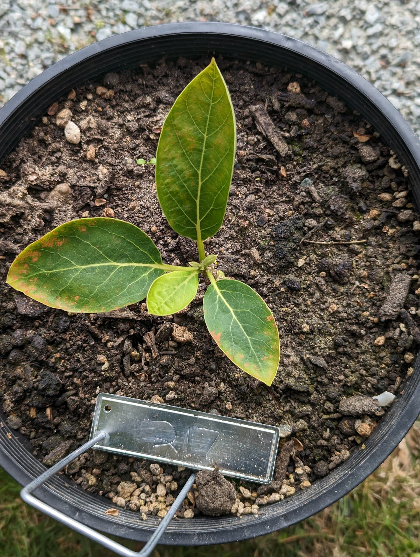 Rooting avocado cuttings - General Fruit Growing - Growing Fruit
