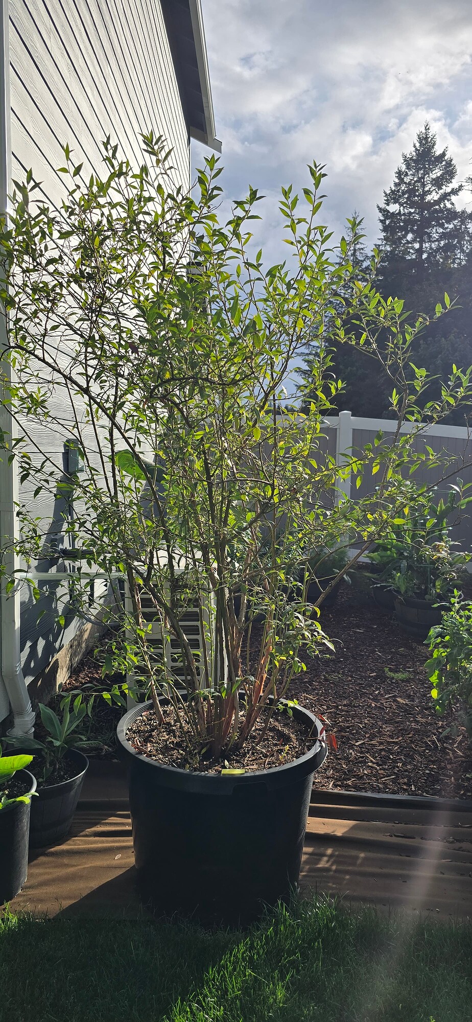 Dwarf blueberry bushes - General Fruit Growing - Growing Fruit