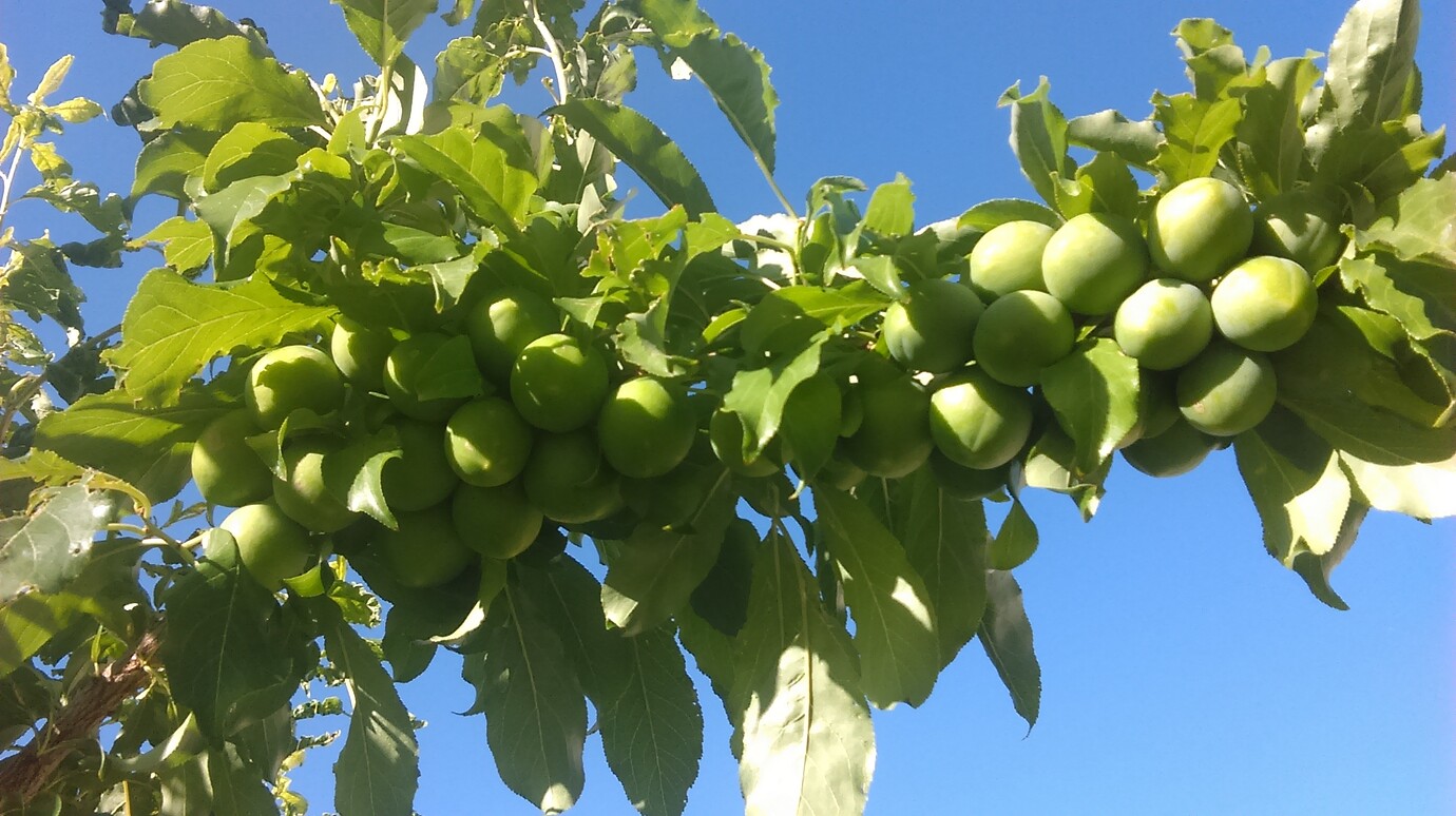 Sweet Treat Pluerry - General Fruit Growing - Growing Fruit