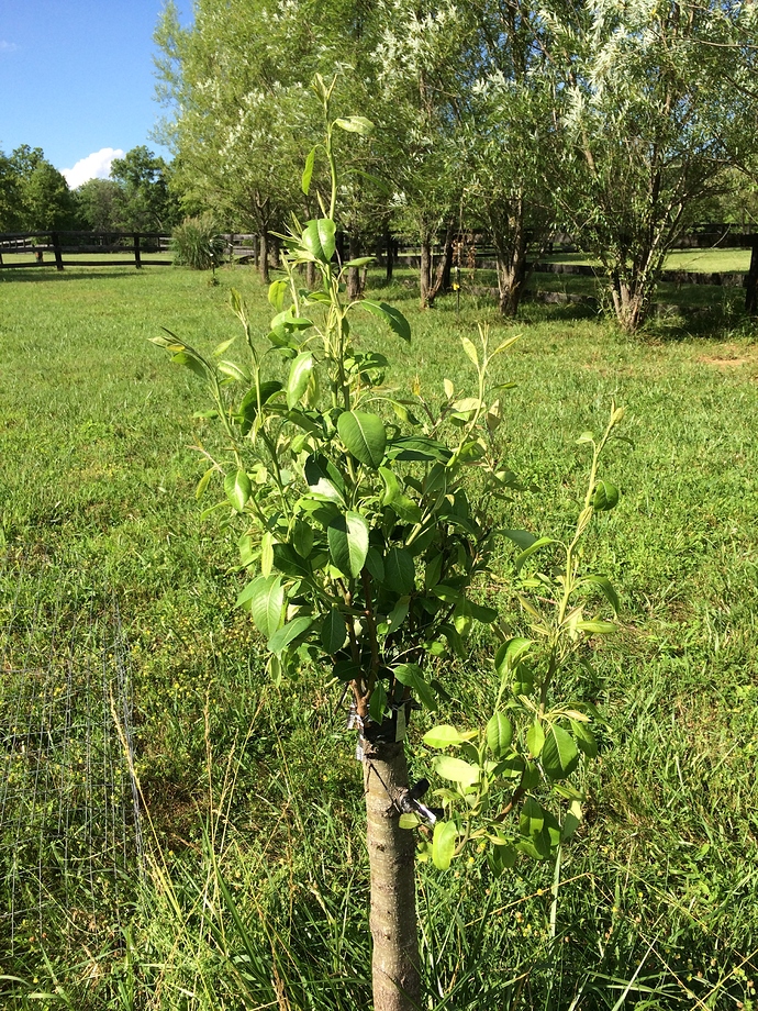 Wild callery pear rootstocks - General Fruit Growing - Growing Fruit