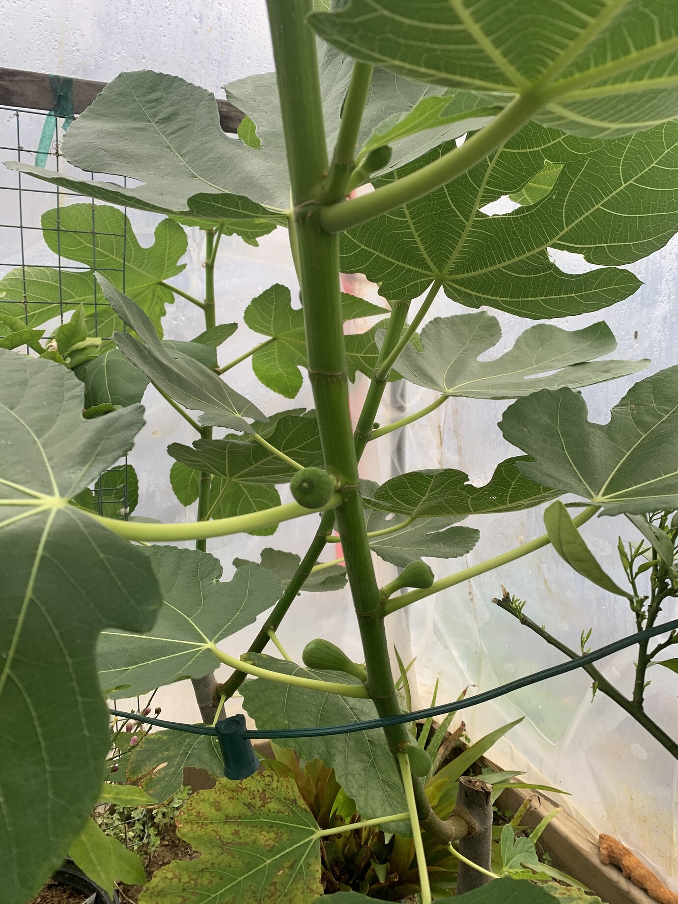 Yellow Long Neck fig - Pictures! - Growing Fruit