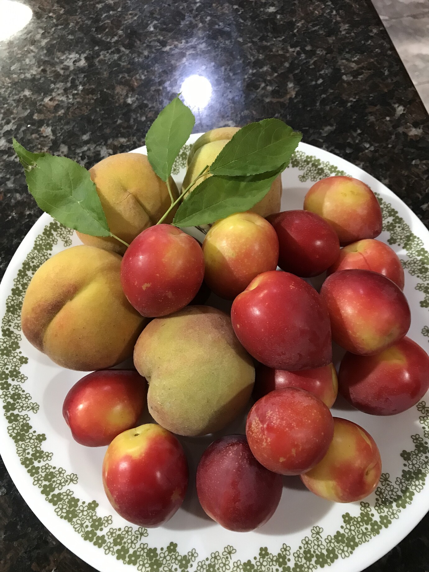 Sweet Treat Pluerry in Maritime Pacific Northwest - General Fruit ...