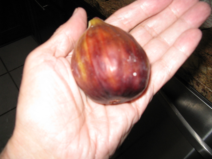 Sultane - Rodney Dangerfield of Figs - Pictures! - Growing Fruit