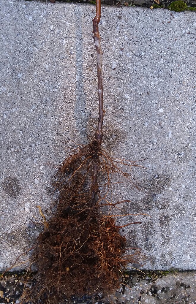 M111 root, Bud9 interstem, scion and root developement - Pictures ...