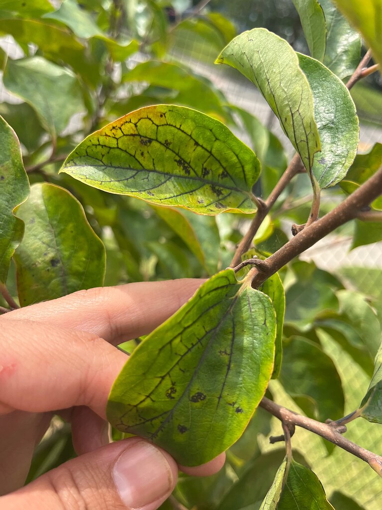 Persimmon Leaf disease identification - General Fruit Growing - Growing ...