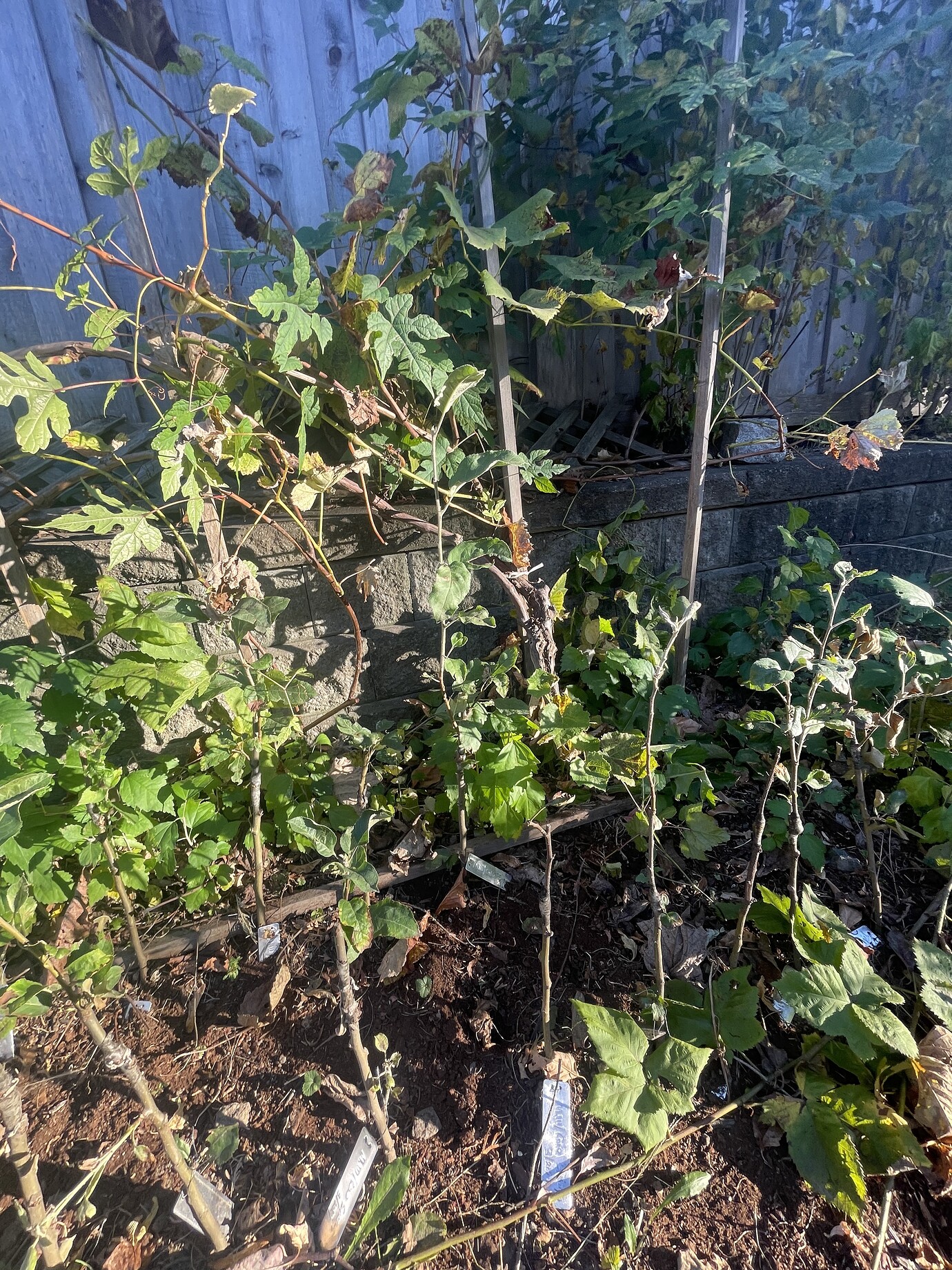 Apple Rootstock Grafting Follow Ups (With pics) - General Fruit Growing ...