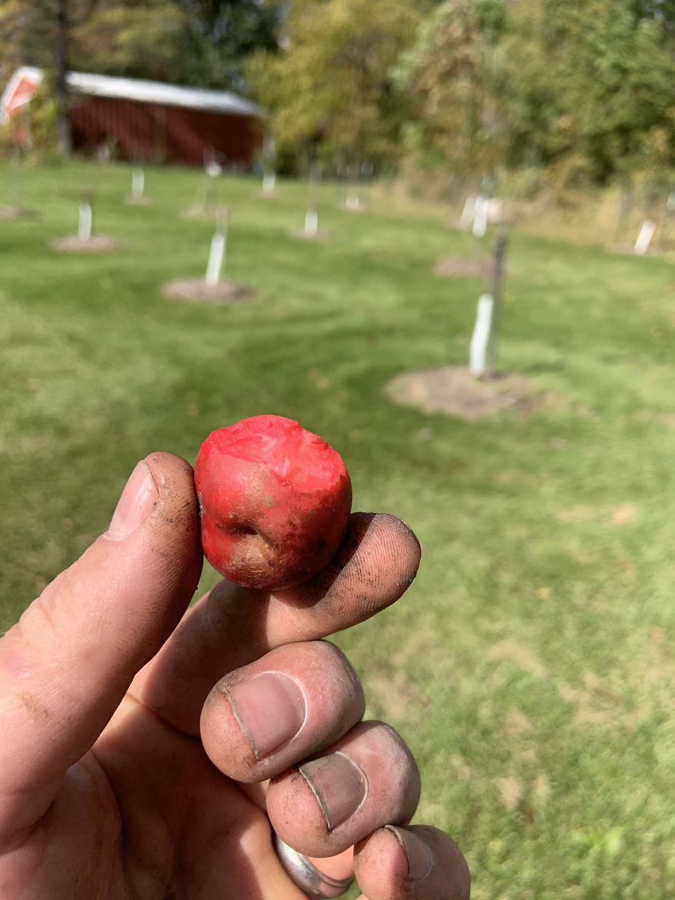 Experience with Red Fleshed Apples - General Fruit Growing - Growing Fruit