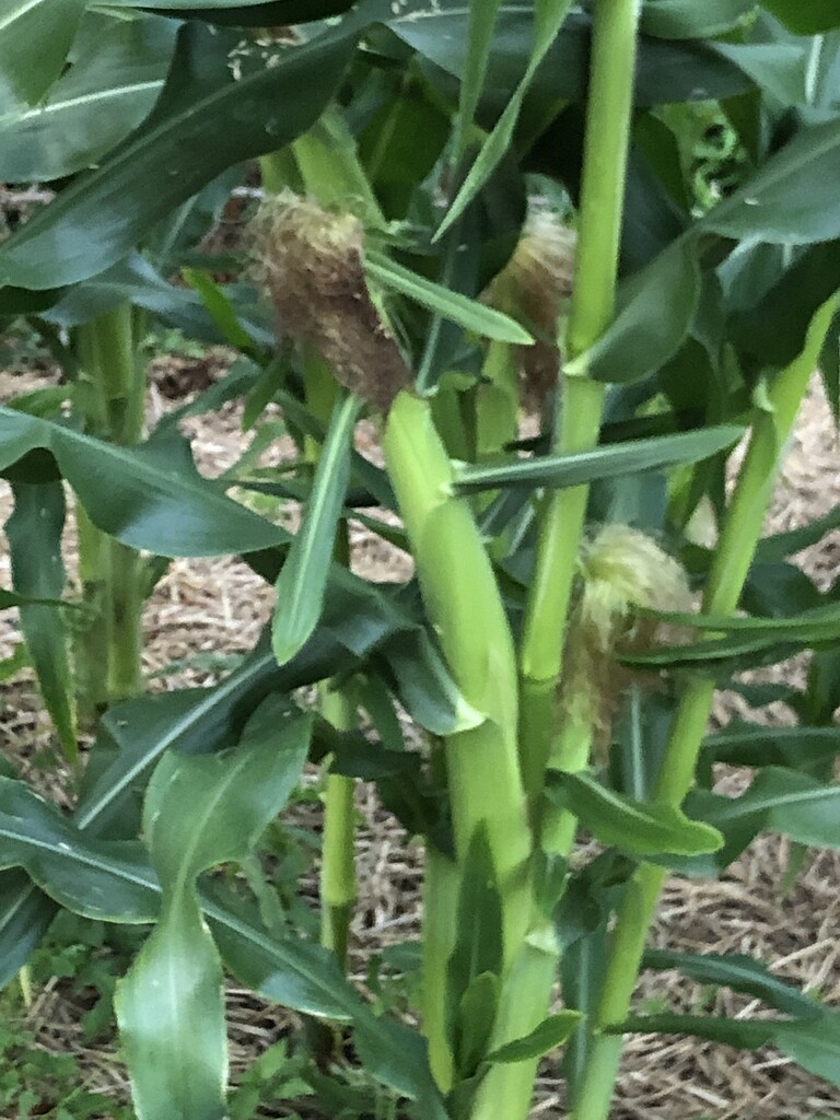 Will This Sweet Corn Be Ready Too Soon General Gardening Growing Fruit