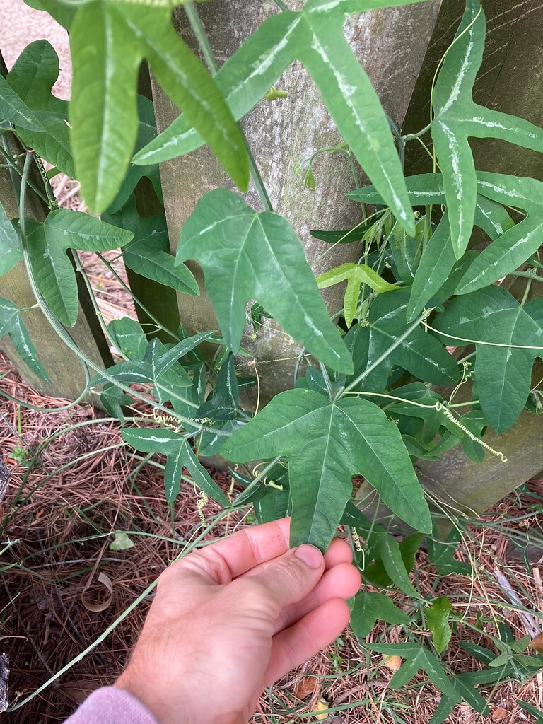 Vine ID help - General Fruit Growing - Growing Fruit
