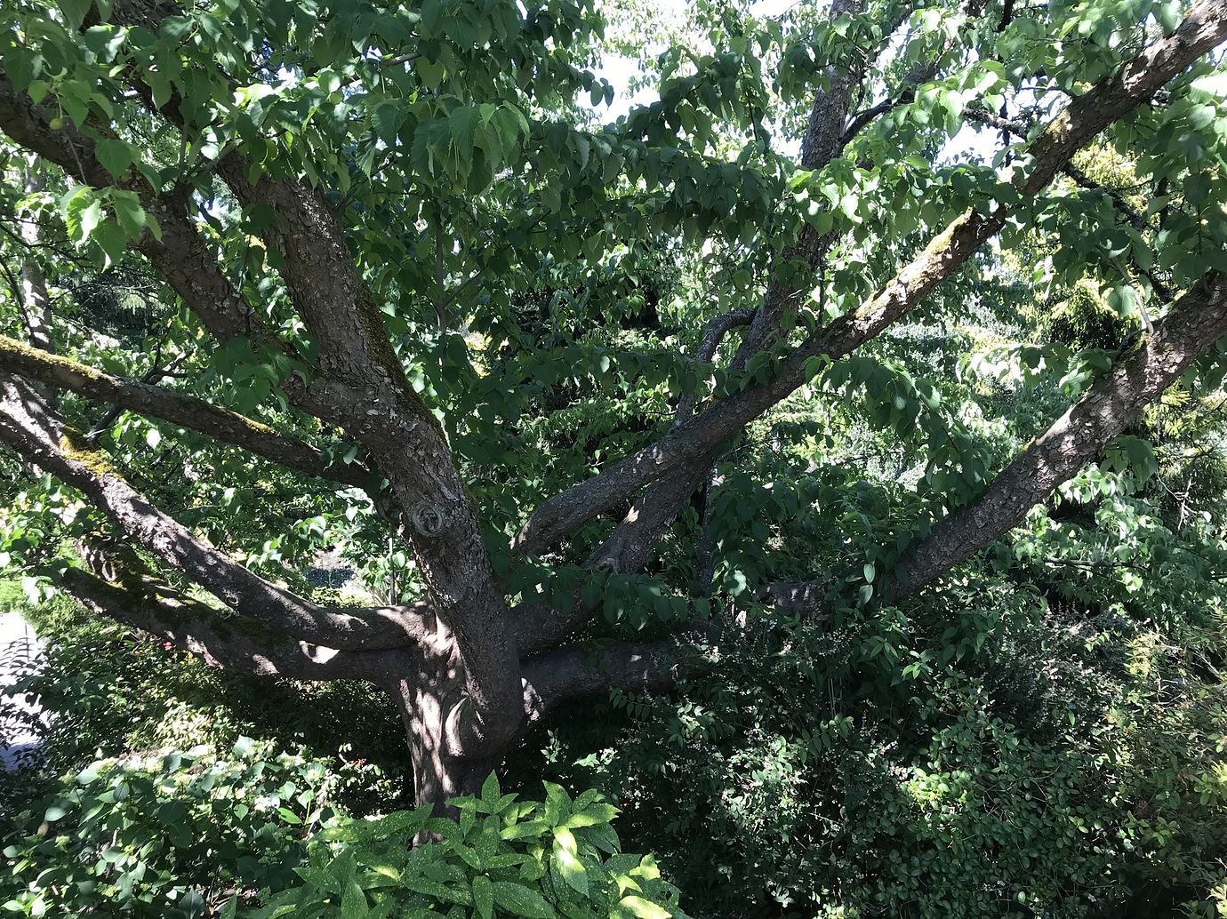 Fruit tree identification - General Fruit Growing - Growing Fruit