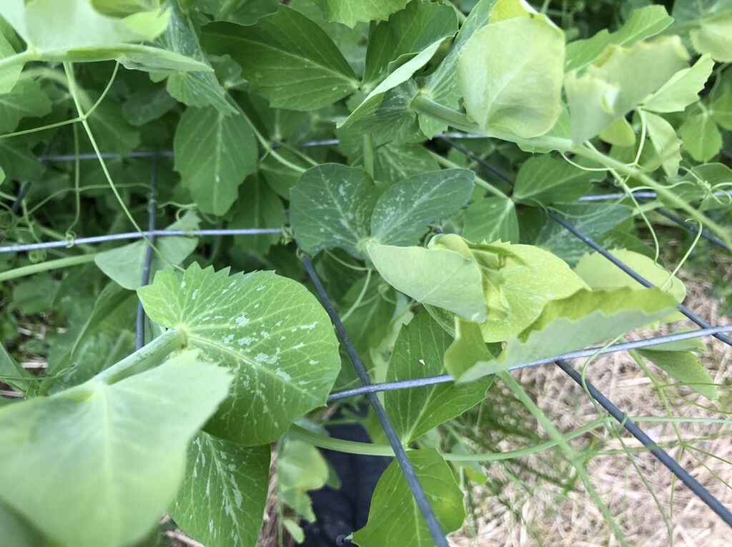 I suspect glyphosate drift damage - General Gardening - Growing Fruit